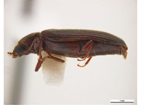 Lyctus : Un nuisible du bois à traiter efficacement dans votre habitat ...